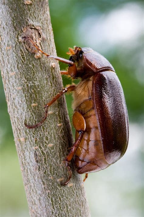 June Bug Stock Image Image Of Life Insect American 21499323