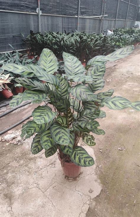 孔雀竹芋（h60 80cm） 花瓣网