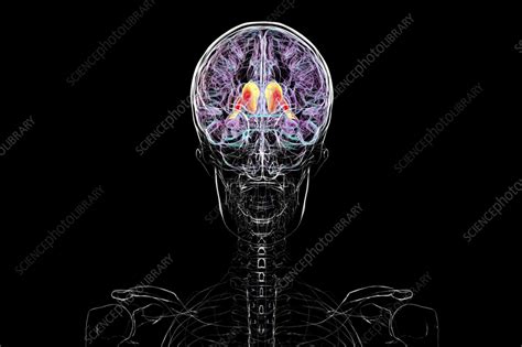 Human Brain With Highlighted Caudate Nucleus Illustration Stock