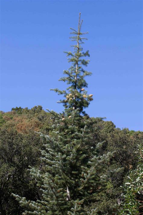Tree Pinaceae Monflora
