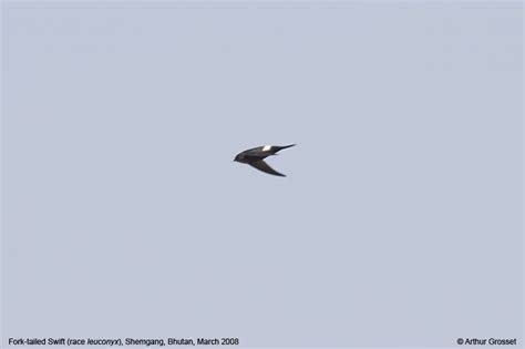 Pacific Swift Apus Pacificus