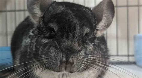 How To Tell If Your Chinchilla Is Male Or Female Voyo Pets