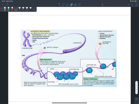 Bio Ch 14 16 Flashcards Quizlet