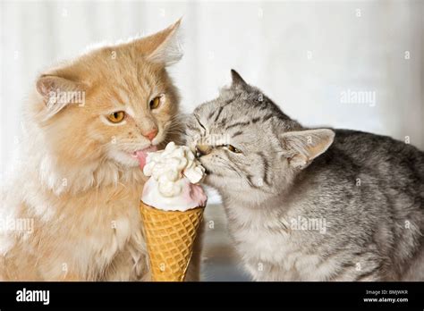Cat Eating Ice Cream