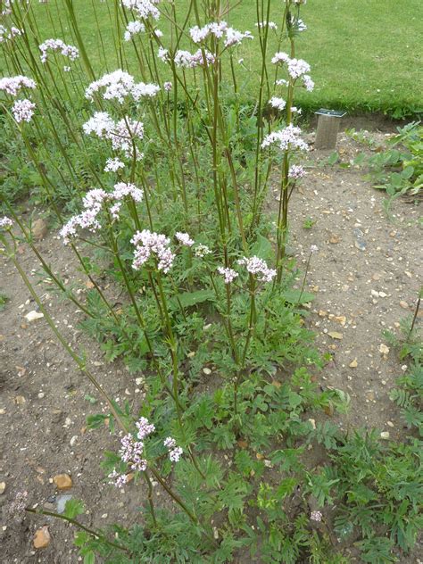 File Valeriana Officinalis Valerianaceae Plant 