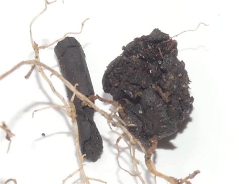 The Effect Of Biochar On Root Systems Roots Love Char Biochar