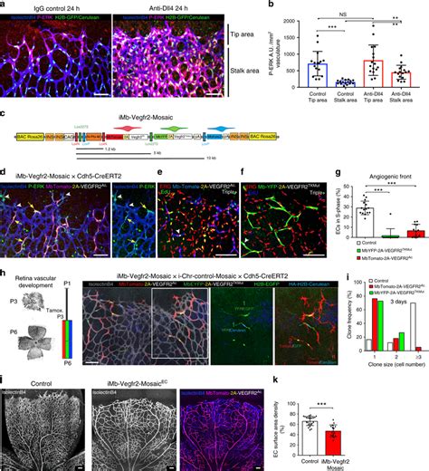 Angiogenic Ecs With High Vegfr2 And Erk Signalling Exit The Cell Cycle