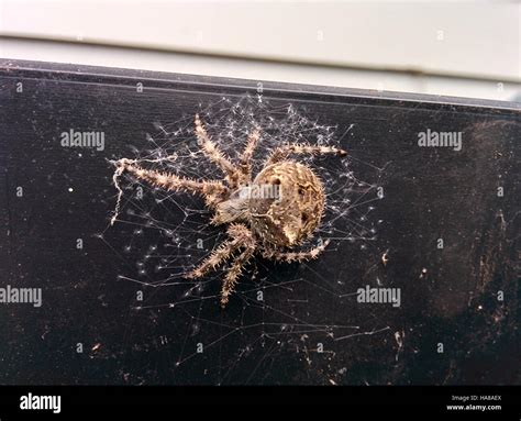 An Orb Weaver Spider Is Shown In Its Natural Habitat Likely Within A