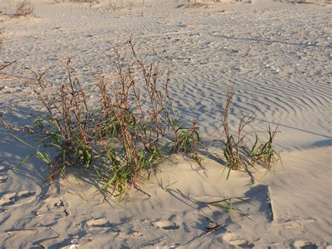 Seaside Panicum A Pioneer In The Formation Of Dunes Nature Walks