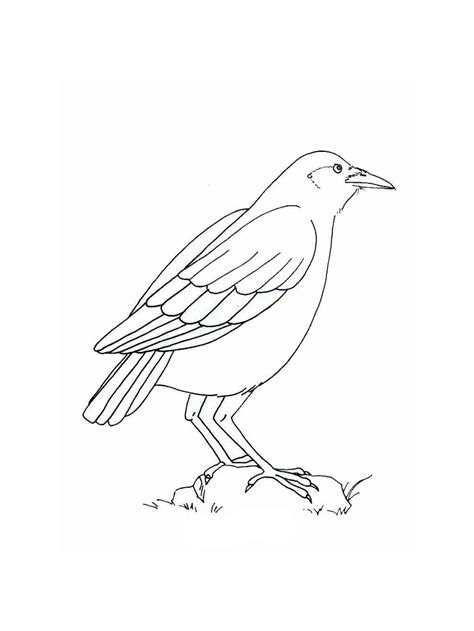 Crow Coloring Page
