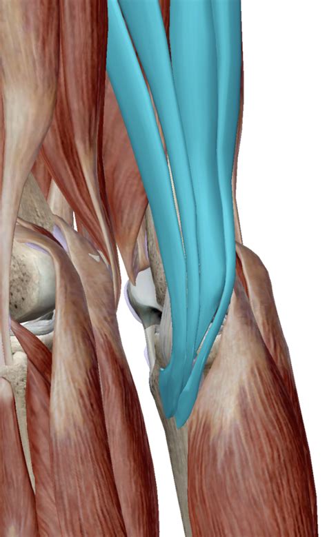 Hamstring Injuries In Athletes Who Sprint Part 1 — Apiros