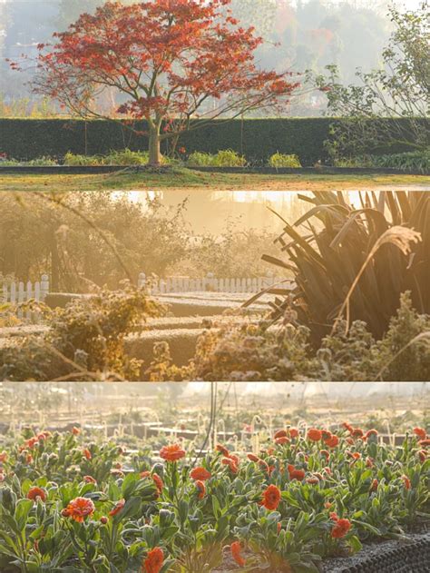 冬日晨光中的花园 花瓣网