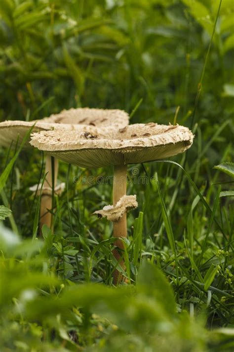 Toadstools In The Grass Green Mushroom Photo Amanita Mushroom Mushroom Amanita Fungus Photo
