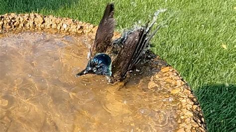 Bird Drinking And Splashing In Bird Bath Slow Motion Youtube