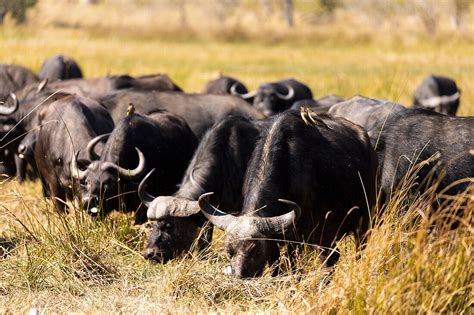 A Herd Of Water Buffalo Bubalus Bubalis License Image 71394125 Lookphotos