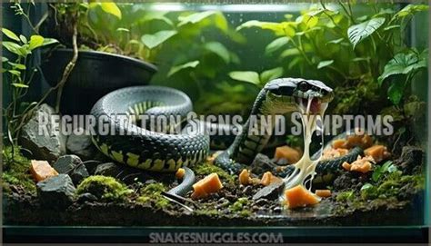 Snake Feeding Regurgitation Causes Prevention And Quick Solutions