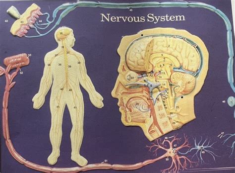 Lab 8 Nervous System P 52 53 Flashcards Quizlet