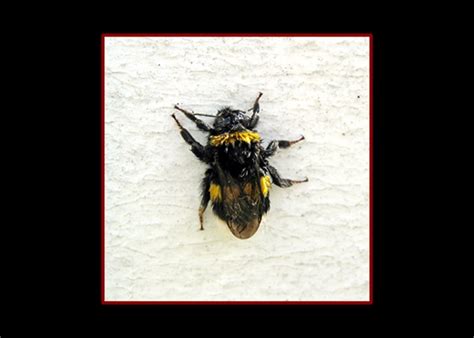 Dicker Brummer Sonstiges Galerie Mactechnewsde