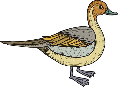 Bird Duck Wings Drawing Free Image Download