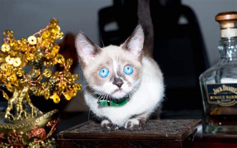 A Small Munchkin Kitten With Bright Blue Eyes Sits On A Table In The