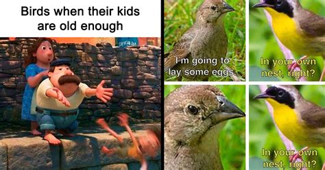 30 Of The Best “birding Memes” Shared On This Dedicated Facebook Page