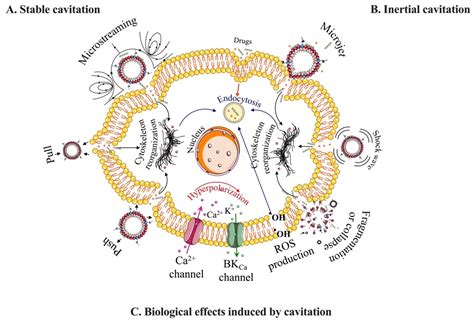 Targeted Microbubbles For Drug Gene And Cell Delivery In Therapy And