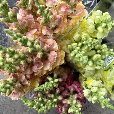 Snap Dragon The Flower Express