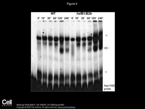 Volume 2 Issue 1 Pages January 2009 Ppt Download