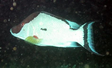 Hogfish Facts Diet Habitat And Pictures On Animaliabio