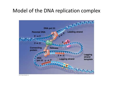 Ppt Dna The Genetic Material Powerpoint Presentation Free Download