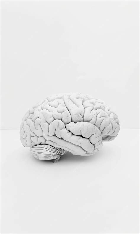 Premium Photo A White Brain On A Table