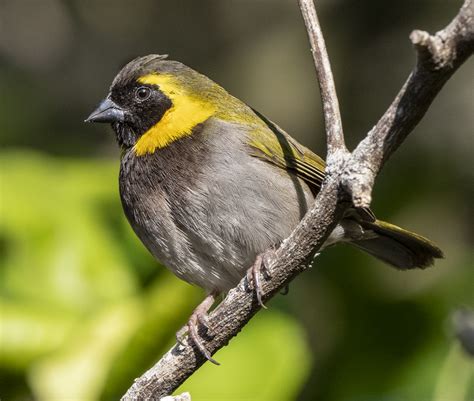 Cuban Grassquit Passerine Owen Deutsch Photography