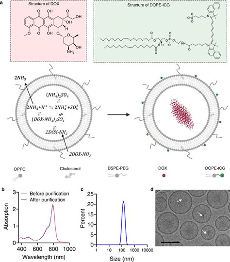 Preparation And Characterization Of Liposomal Icgdox Lid A Schematic