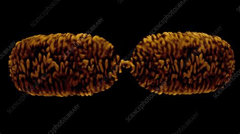 Binary Fission Of A Bacterium Animation Stock Video Clip K0043643