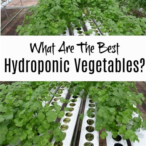 What Are The Best Hydroponic Vegetables Artofit