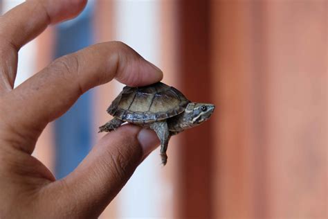 Common Musk Turtle Care