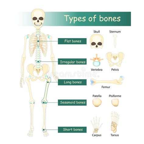 Bones Types Of Human Skeleton Stock Vector Illustration Of Body Label 223975625
