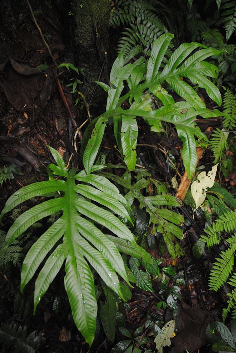 Tectaria Decurrens Ferns And Lycophytes Of The World
