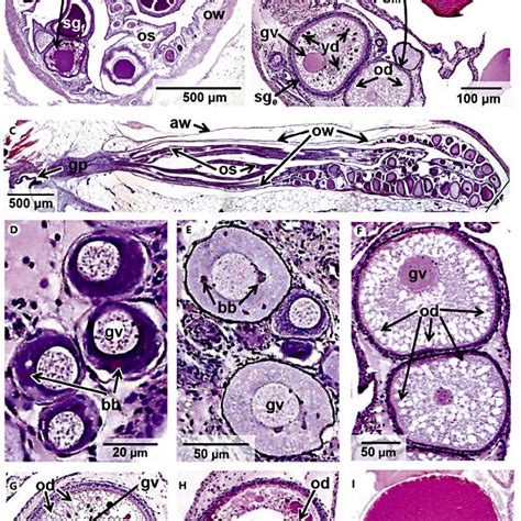 Histological Sections Of X Eiseni Testes Showing The Different Stages