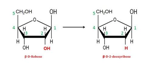 What Are Sugar Hexose Derivatives Easybiologyclass