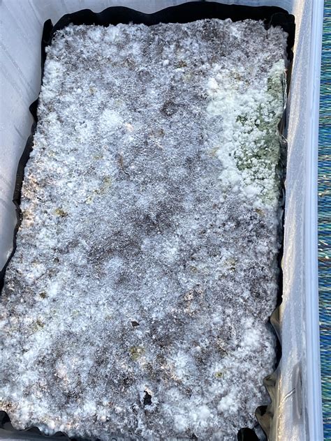 Mycelium Vs Trichoderma Contamination Rmushroomgrowers