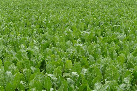 Sugar Beet Agriculture Sheet Root Free Photo On Pixabay