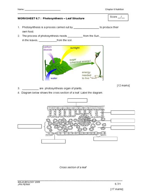 Worksheet 6 7 Photosynthesis Leaf Structure Photosynthesis Stoma
