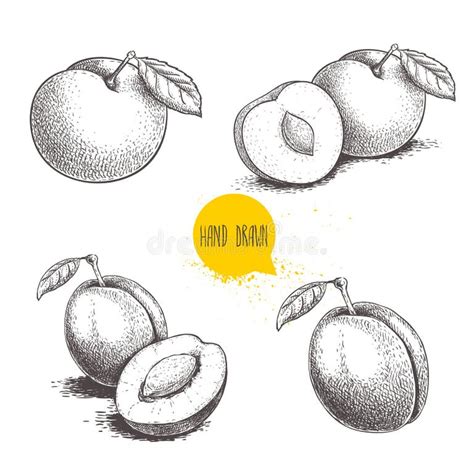 Ripe Mirabelle Stock Illustrations 116 Ripe Mirabelle Stock
