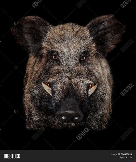 Wild Boar Head