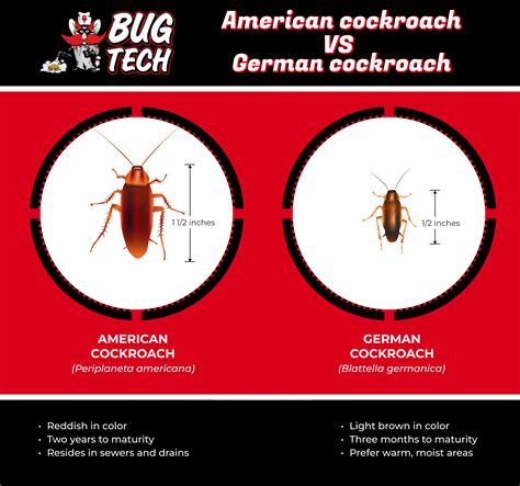 German Roach Vs American Roach Identify Prevent And Eliminate