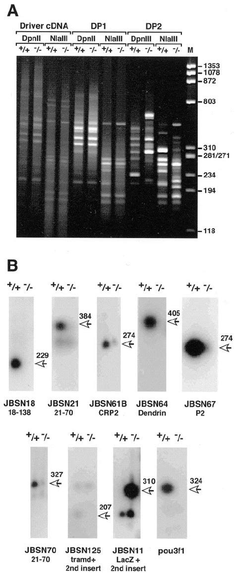 Isolation Of Genes That Are Misexpressed In Sciatic Nerve In The Download Scientific Diagram