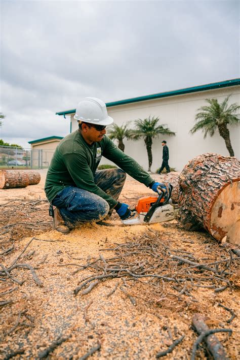 Photo Gallery Gutierrez And Sons Tree Service