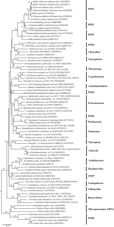 Maximum Likelihood Dendogram Based On The 16s Rrna Gene Sequences