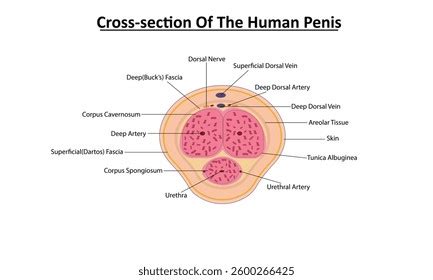 Mens Penis Over 4 680 Royalty Free Licensable Stock Illustrations